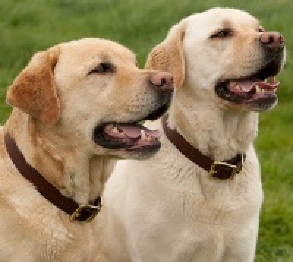 Alice Barnard, CEO, the Edge Foundation