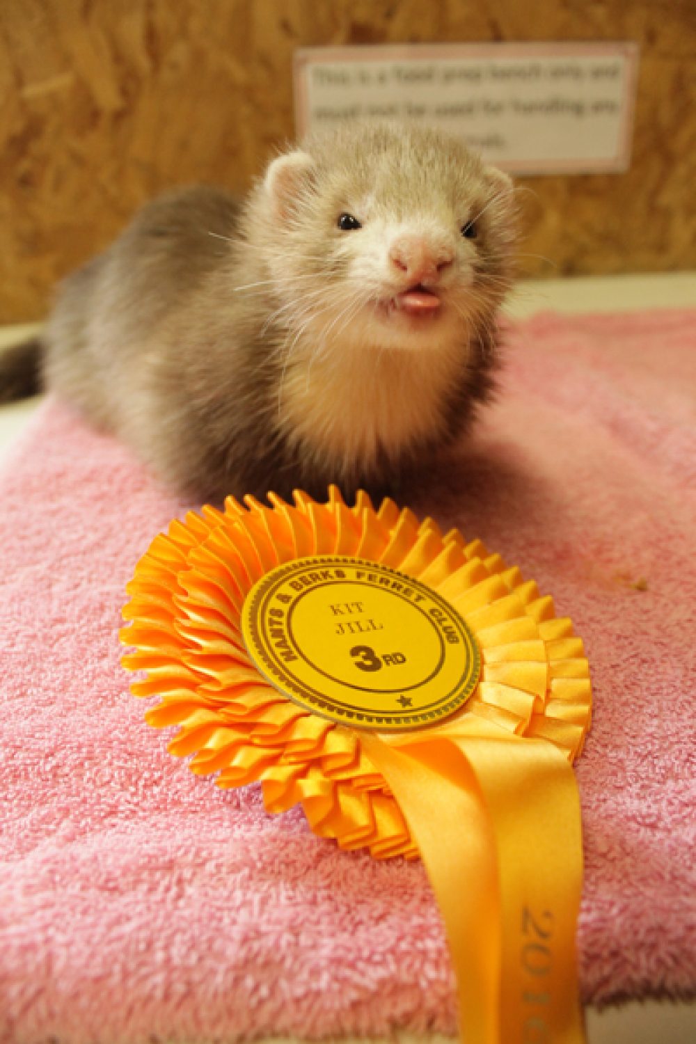 Berkshire college's ferrets win awards at ferret show