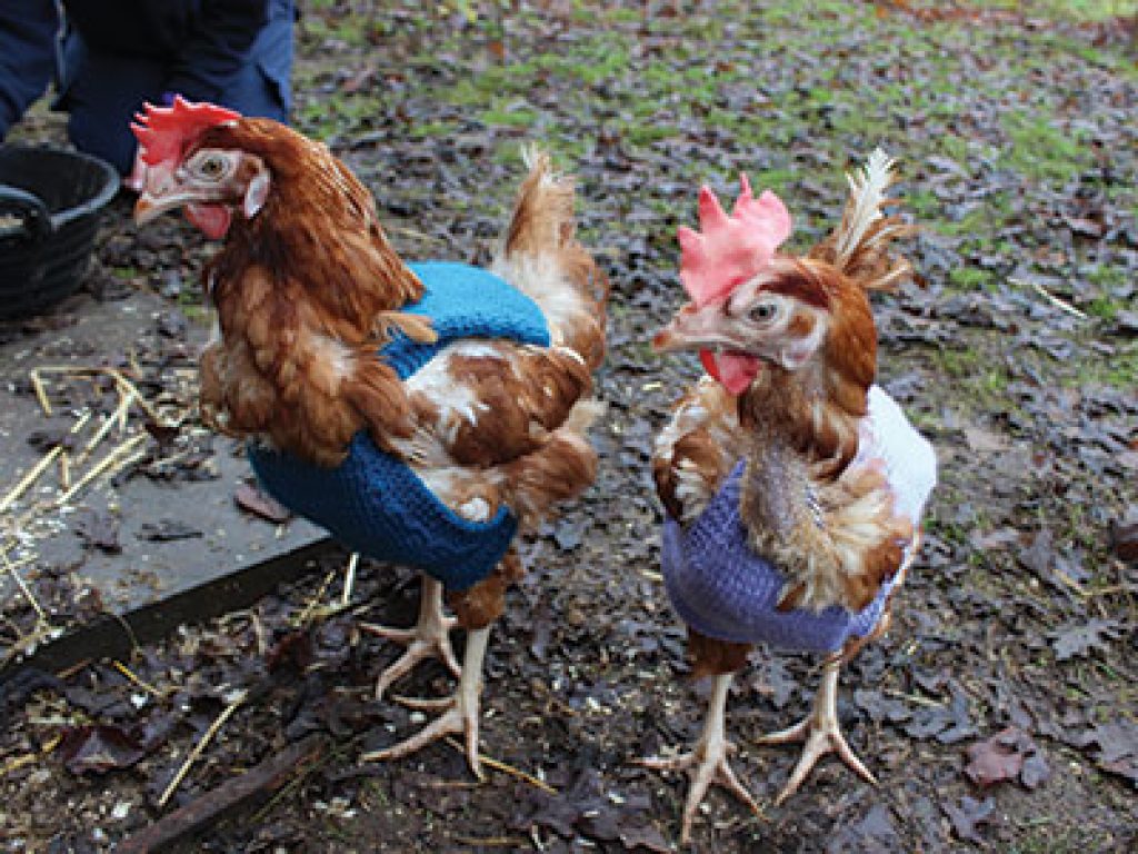 Hens wear jumpers knitted by Reaseheath College learners