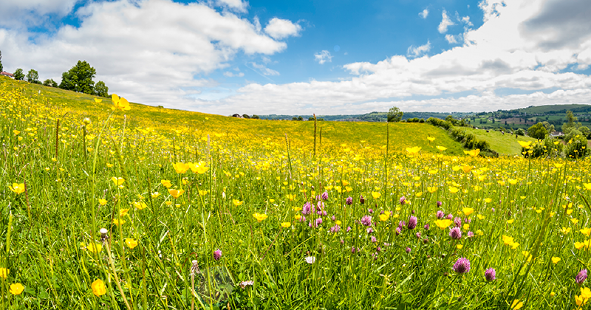 Escape from the lockdown with the AELP Spring Conference 2021